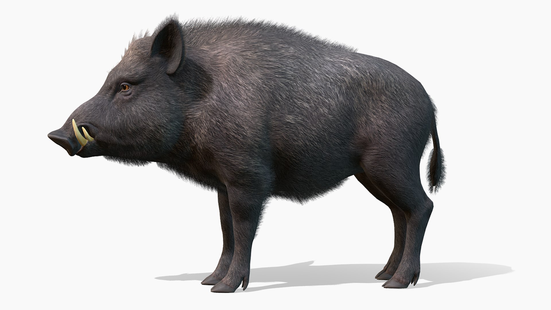 3D Wild Boar - Male - TurboSquid 2085758