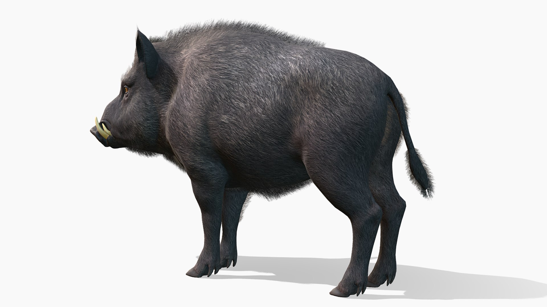 3D Wild Boar - Male - TurboSquid 2085758