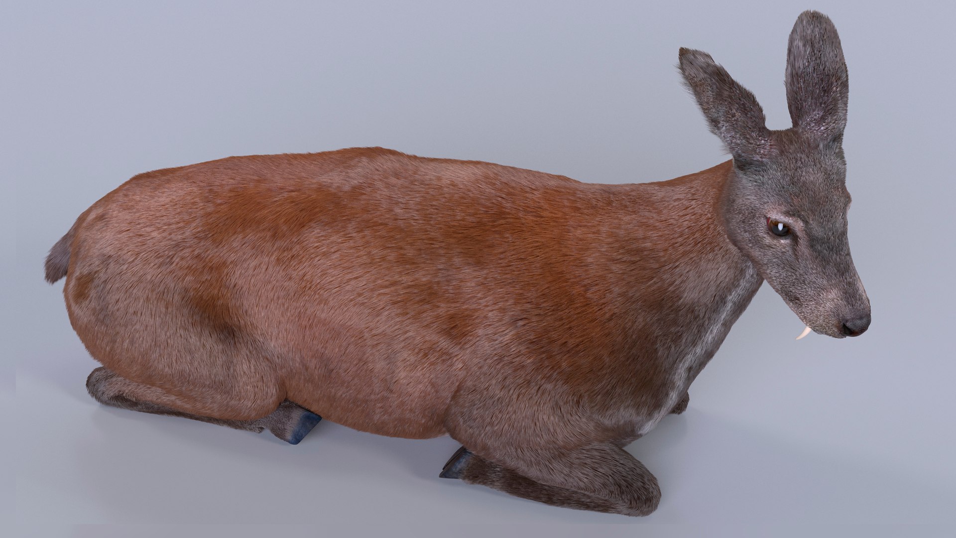 Sitting Musk Deer Fur 3D Model - TurboSquid 2183294
