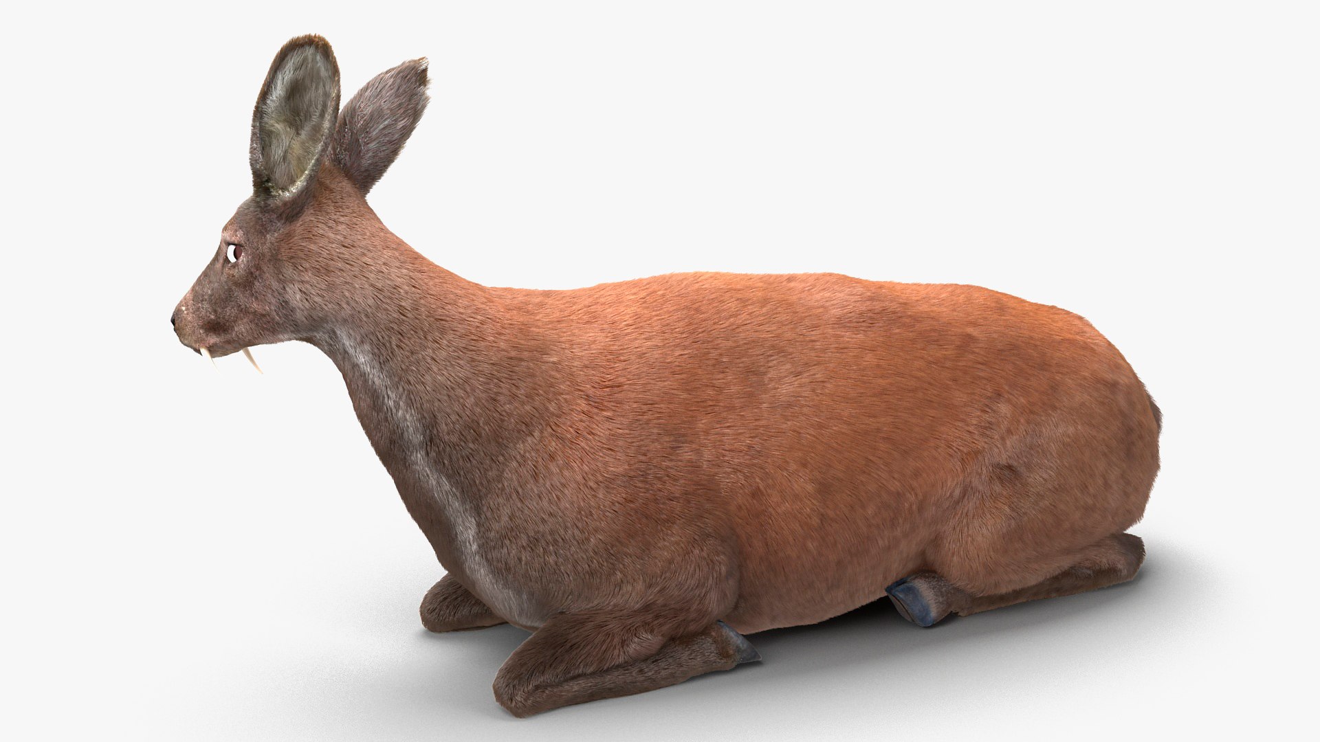 Sitting Musk Deer Fur 3D Model - TurboSquid 2183294
