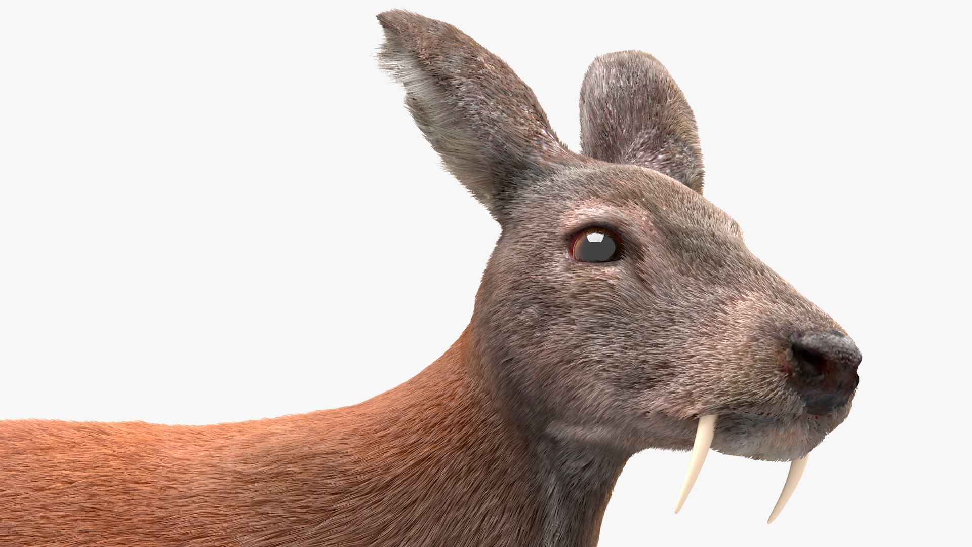 Sitting Musk Deer Fur 3D Model - TurboSquid 2183294