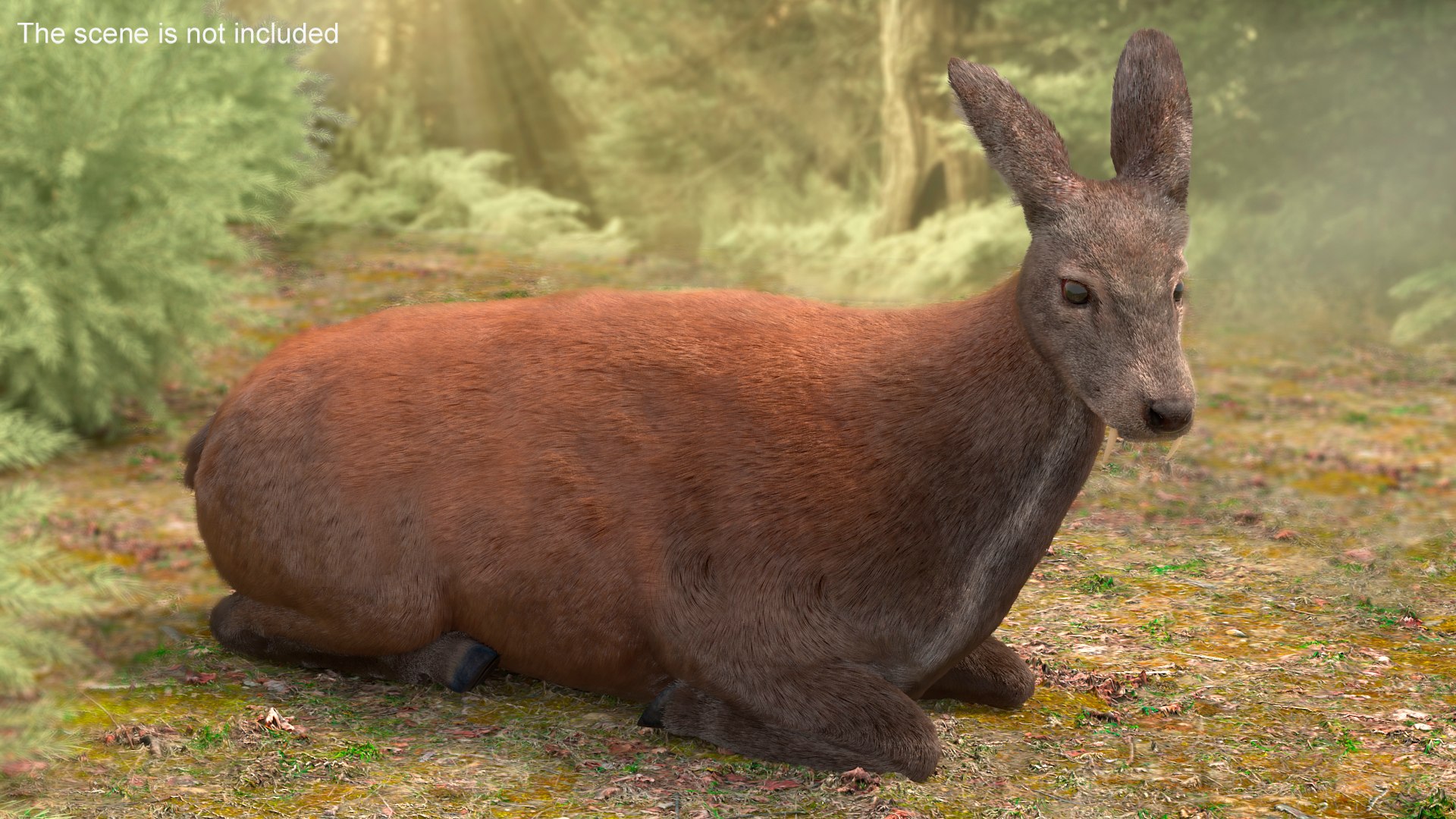 Sitting Musk Deer Fur 3D Model - TurboSquid 2183294
