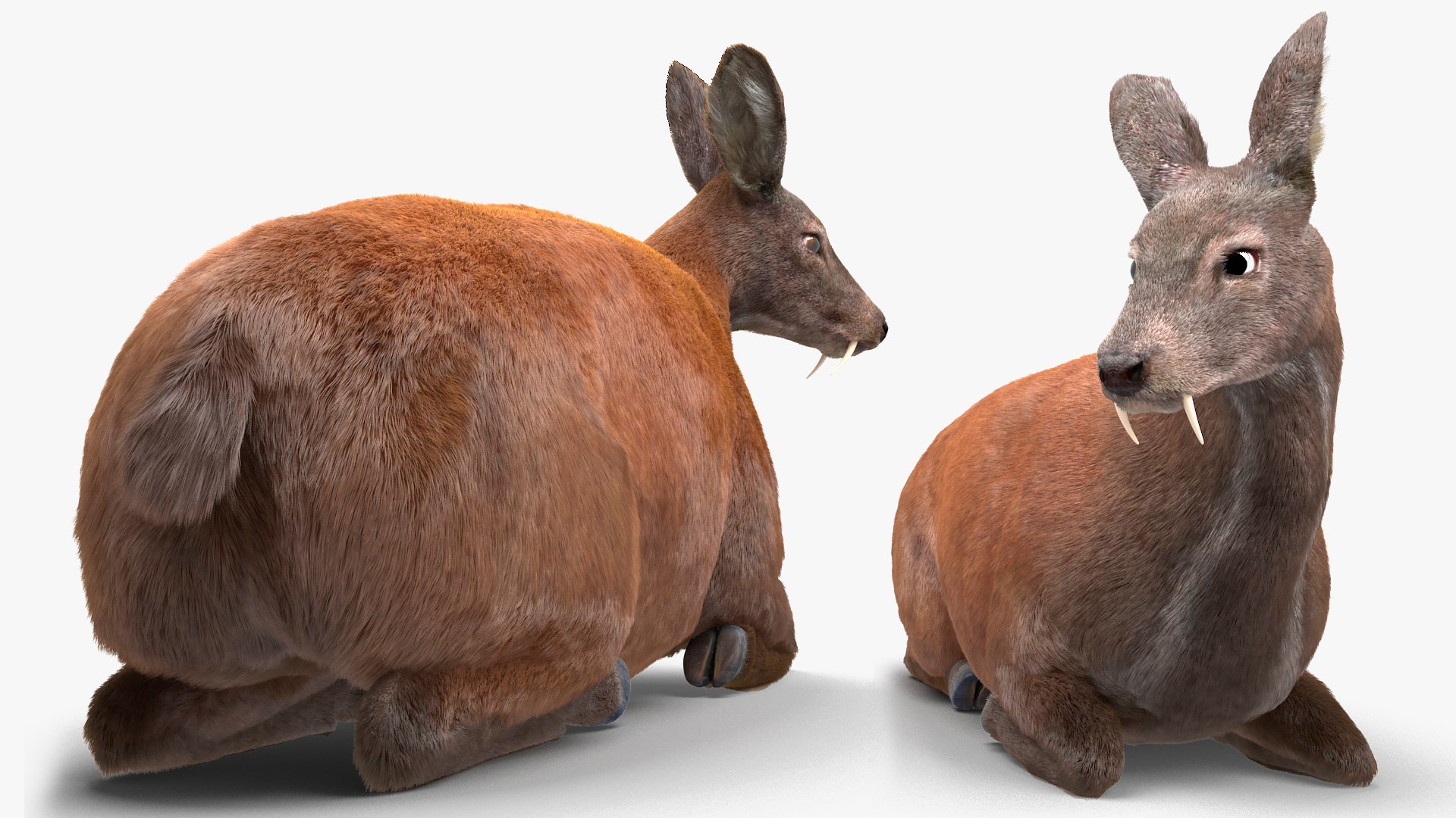 Sitting Musk Deer Fur 3D Model - TurboSquid 2183294