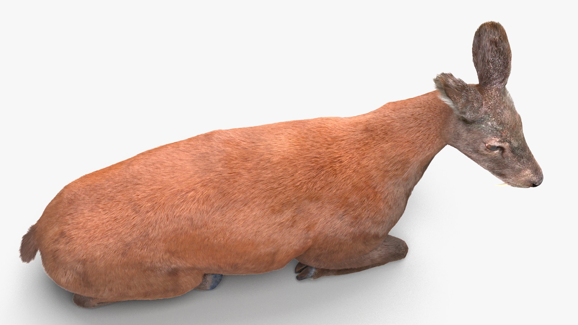 Sitting Musk Deer Fur 3D Model - TurboSquid 2183294