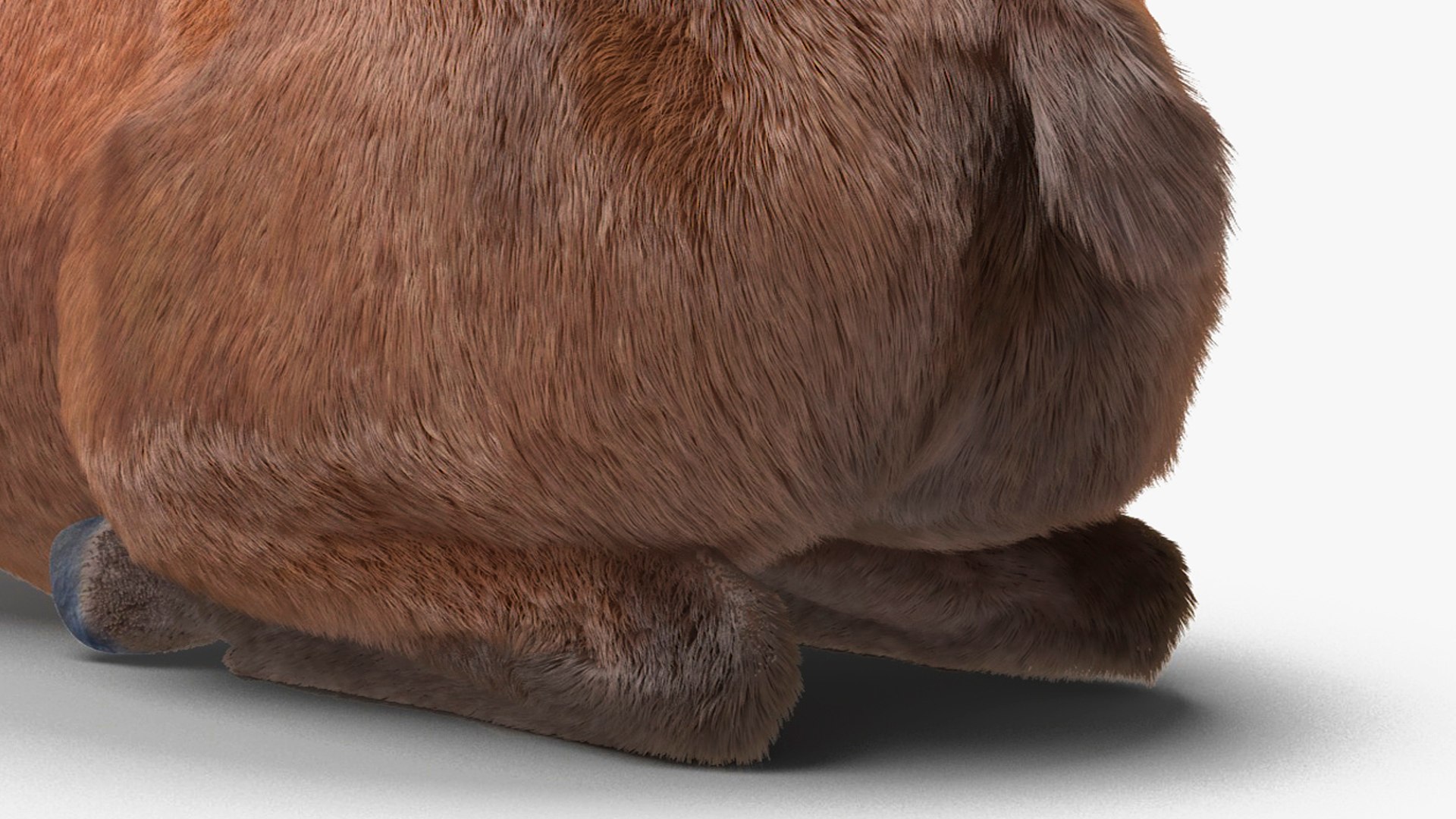 Sitting Musk Deer Fur 3D Model - TurboSquid 2183294
