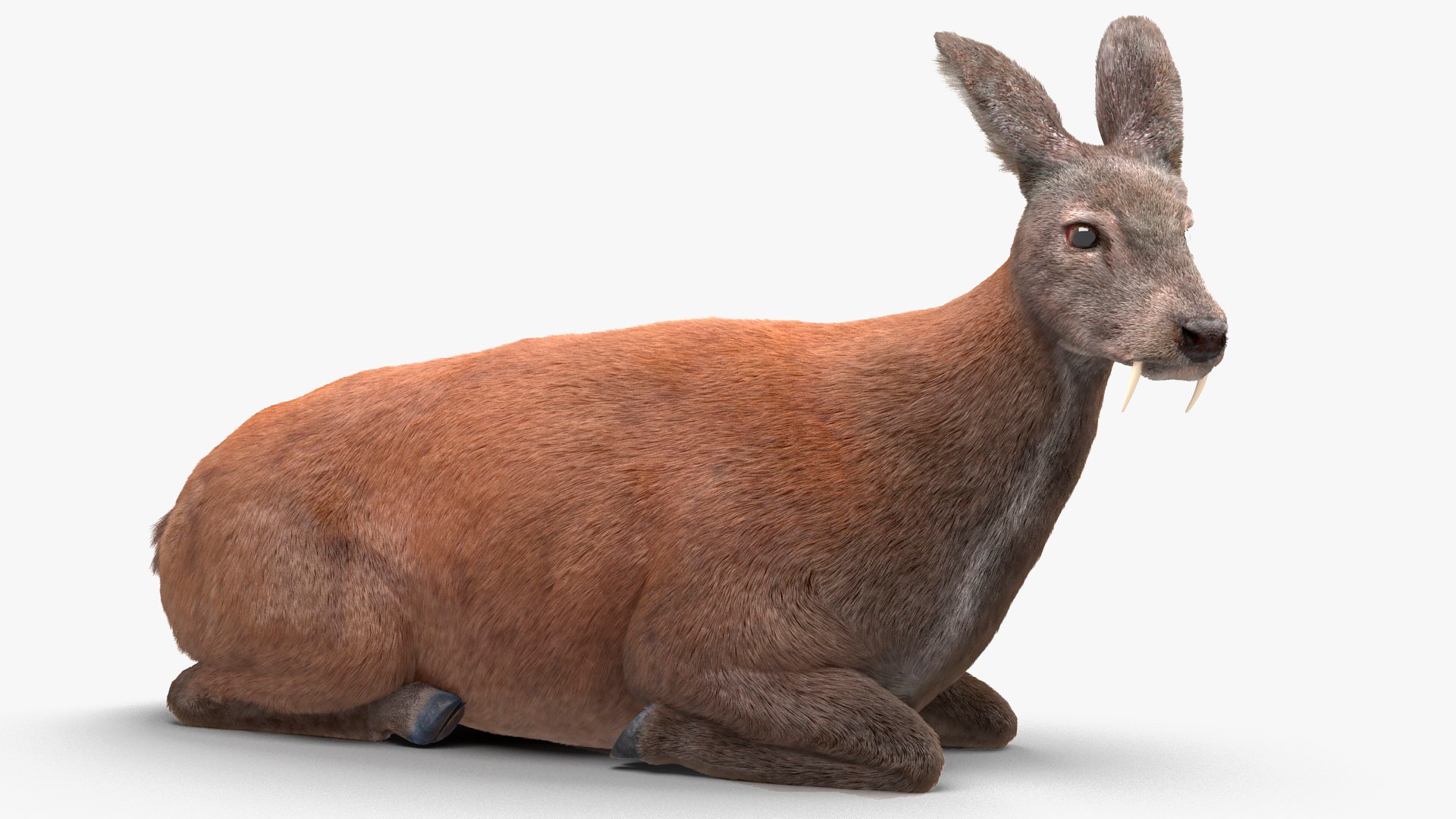 Sitting Musk Deer Fur 3D Model - TurboSquid 2183294