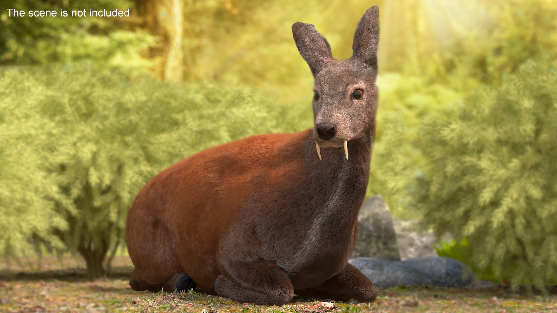 Sitting Musk Deer Fur 3D Model - TurboSquid 2183294