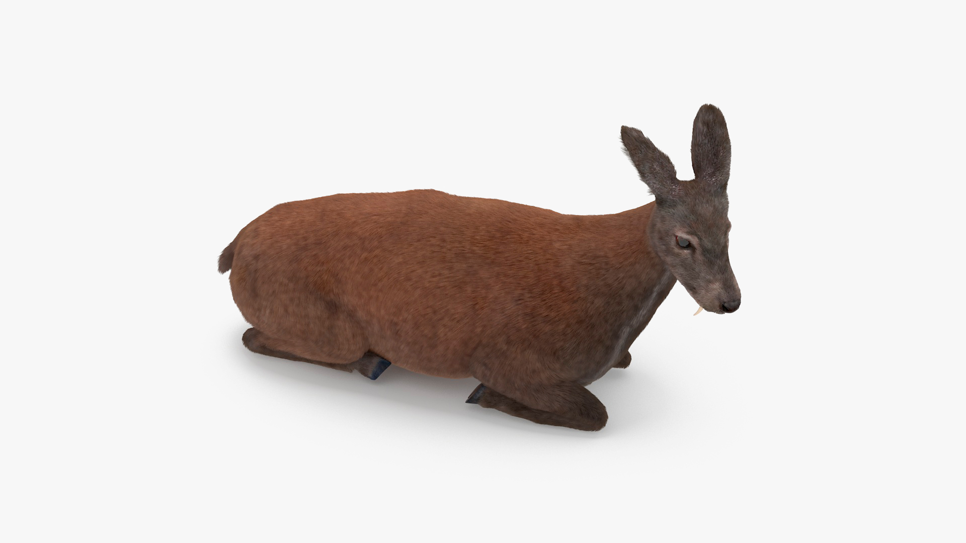 Sitting Musk Deer Fur 3D model - TurboSquid 2183294
