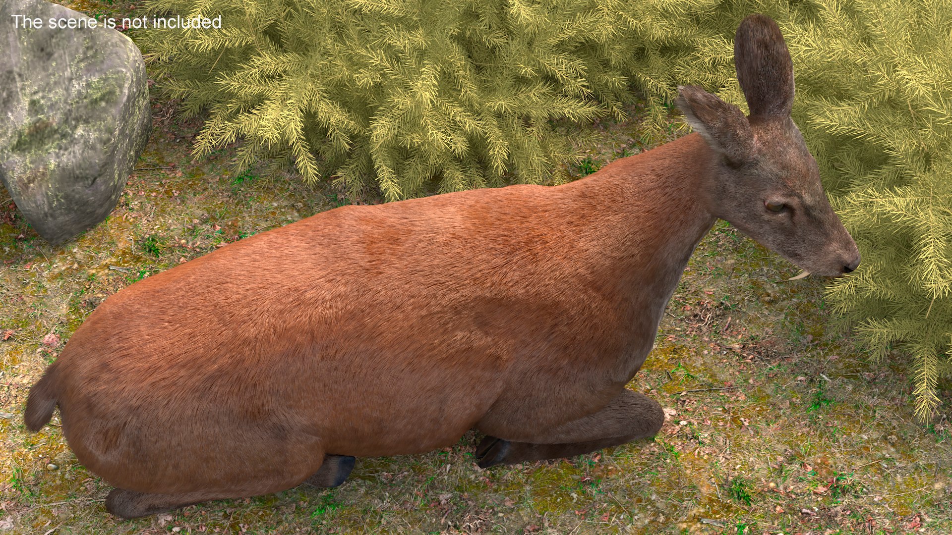 Sitting Musk Deer Fur 3D Model - TurboSquid 2183294