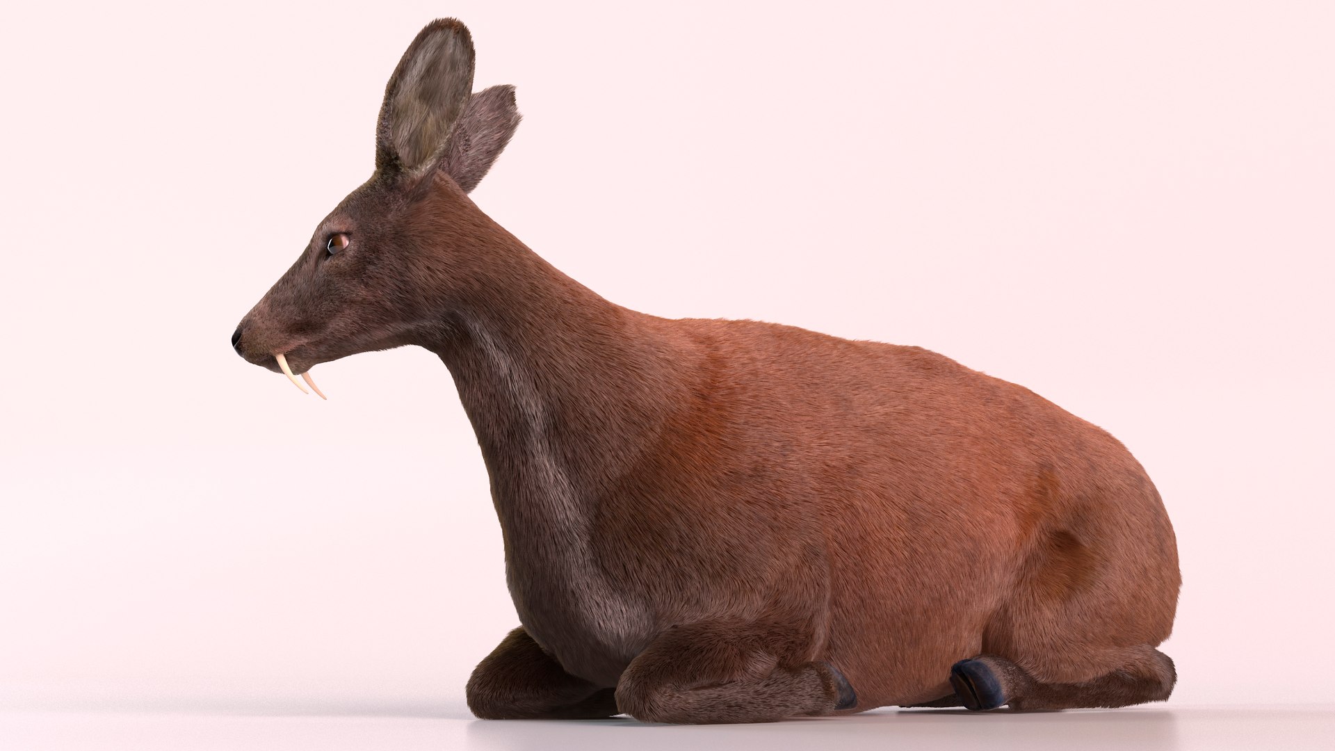Sitting Musk Deer Fur 3D Model - TurboSquid 2183294
