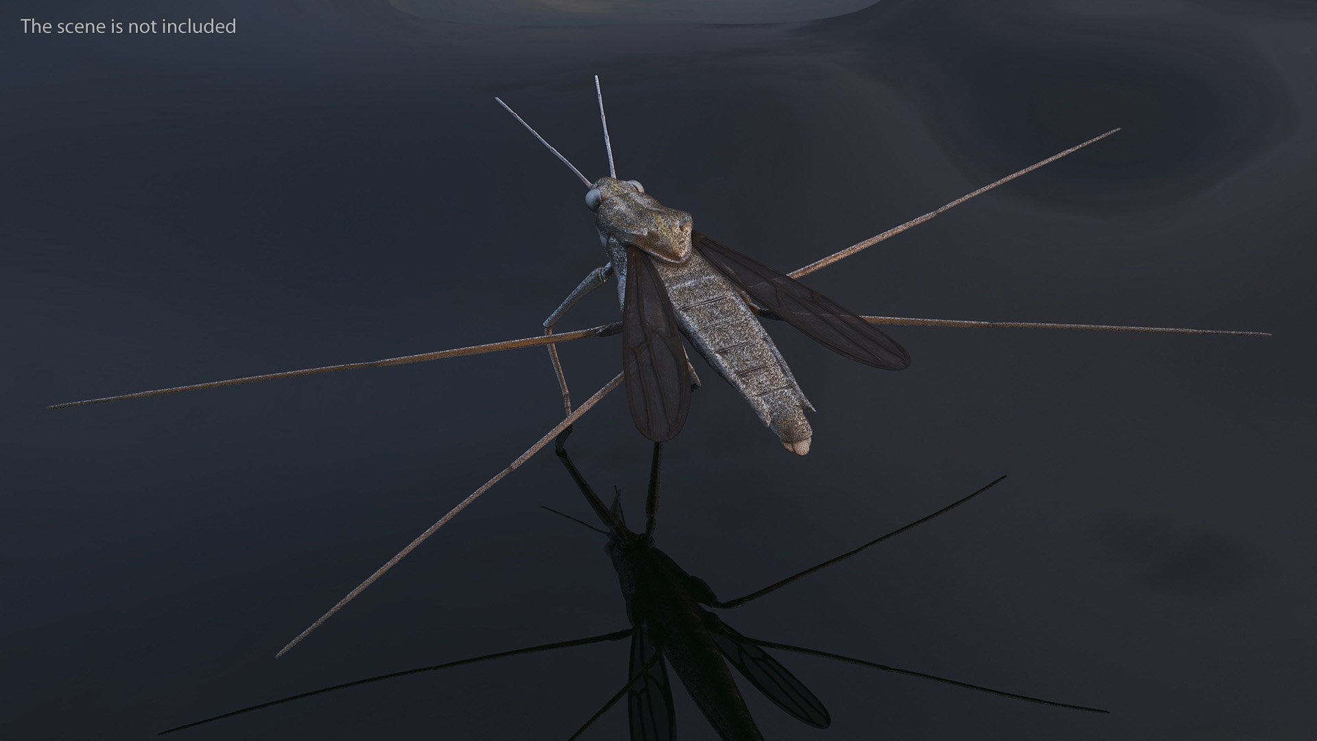Water Strider Rigged 3D - TurboSquid 2115219