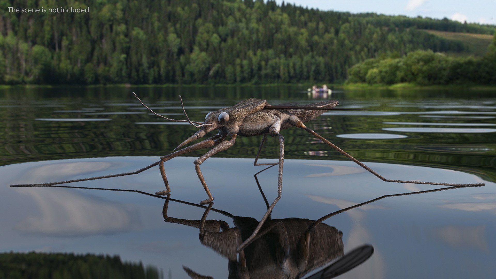 Water Strider Rigged 3D - TurboSquid 2115219