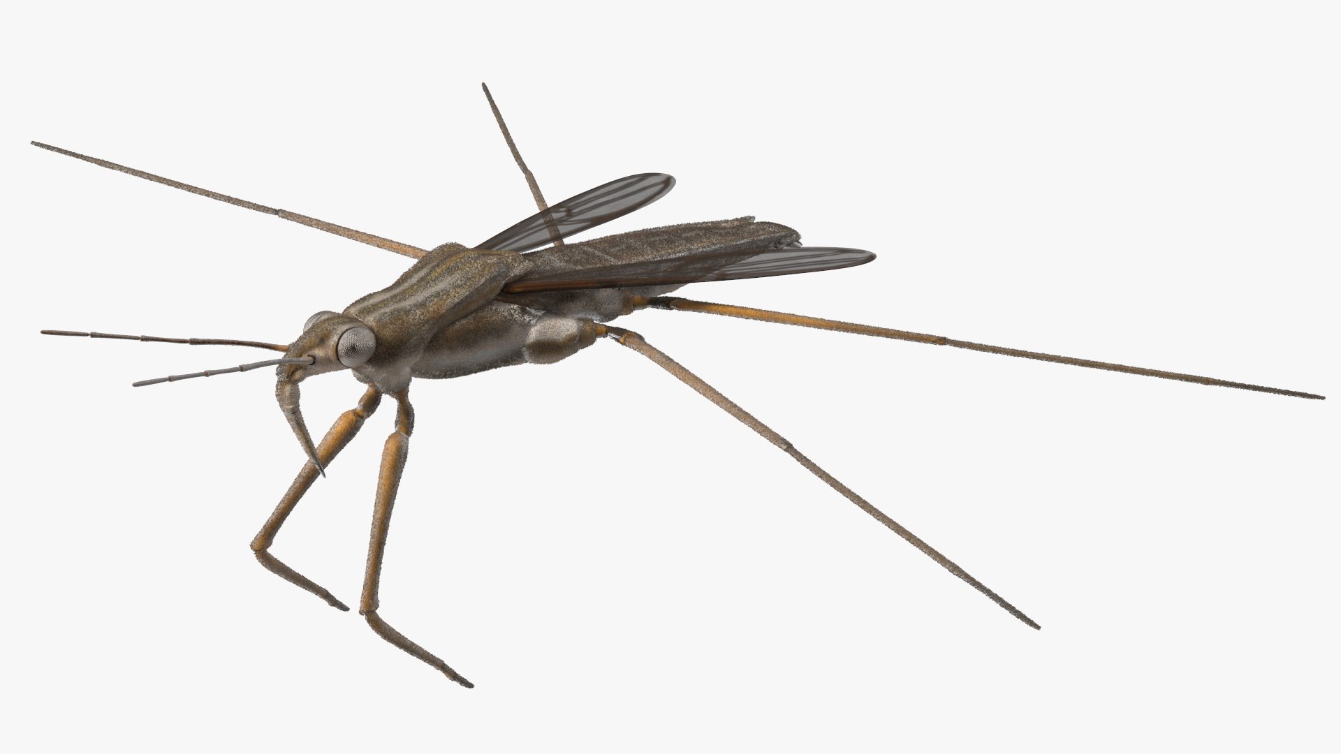 Water Strider Rigged 3D - TurboSquid 2115219