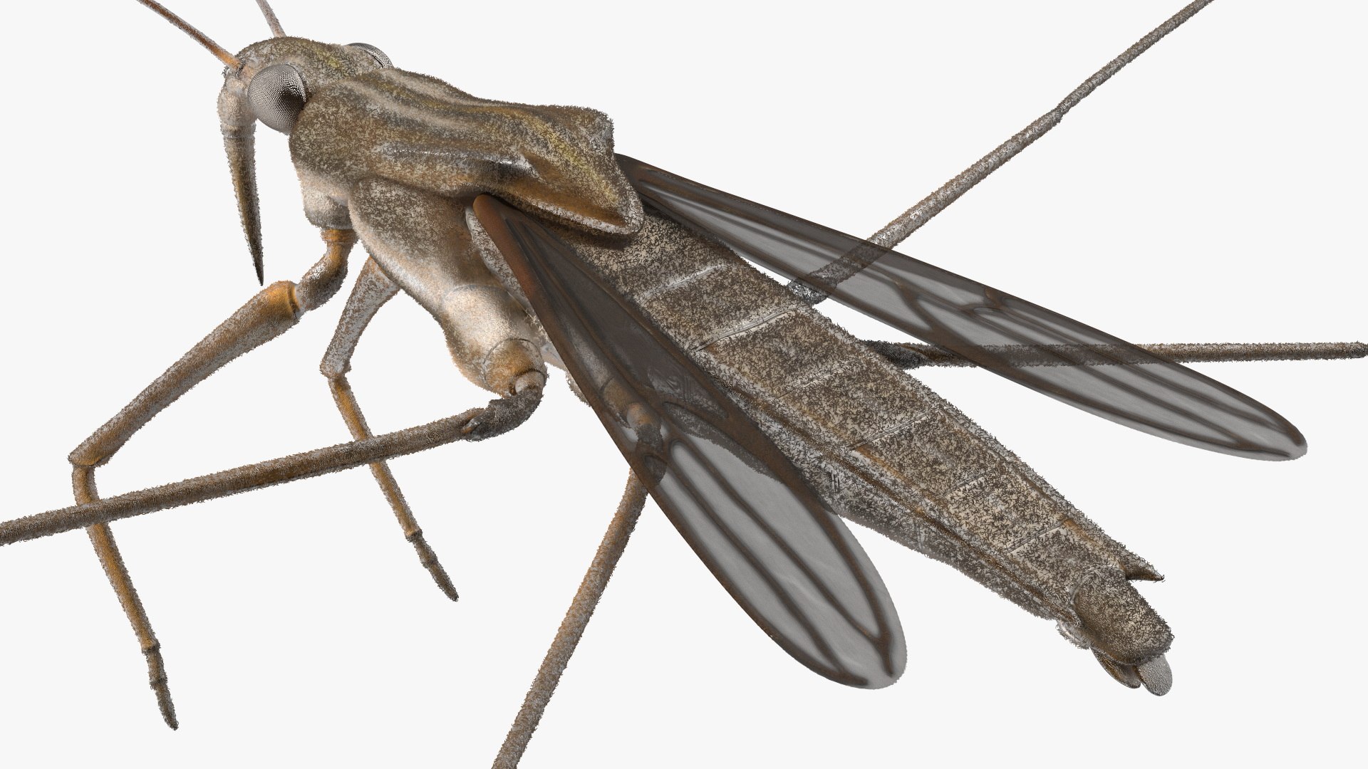 Water Strider Rigged 3D - TurboSquid 2115219