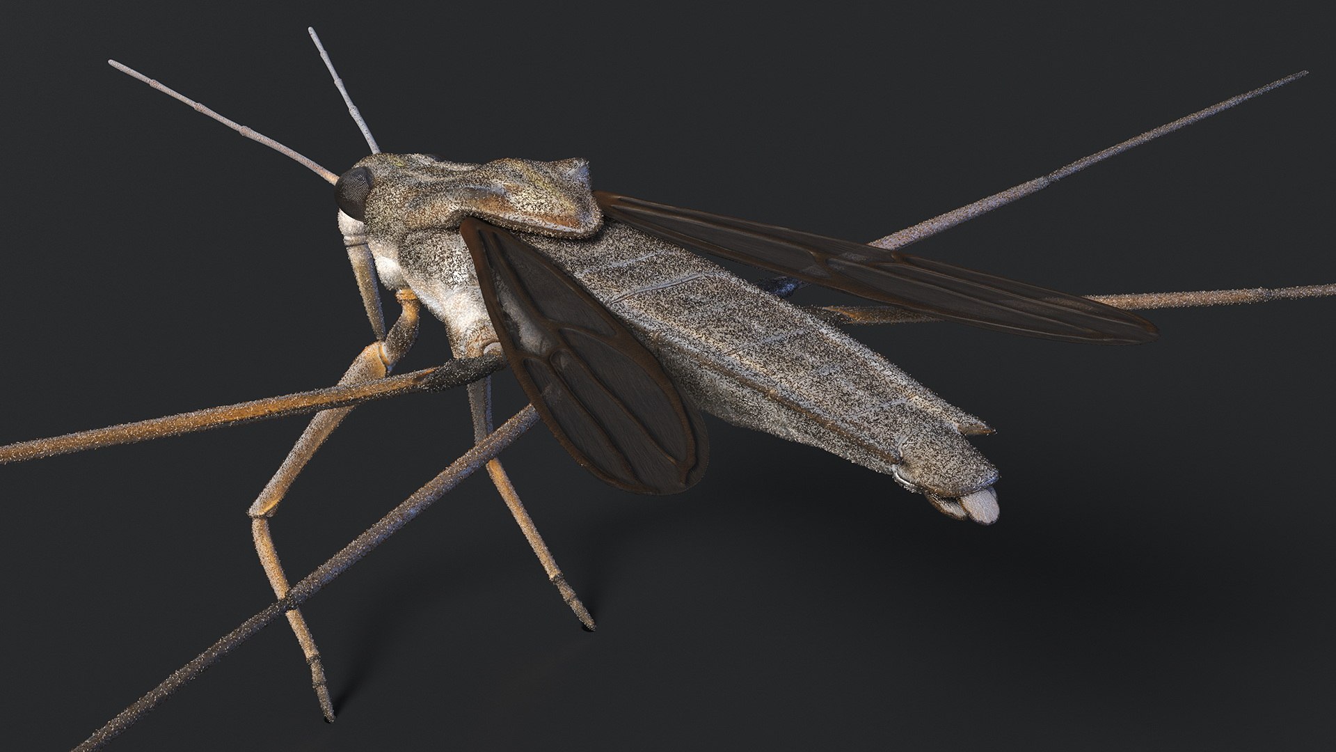 Water Strider Rigged 3D - TurboSquid 2115219