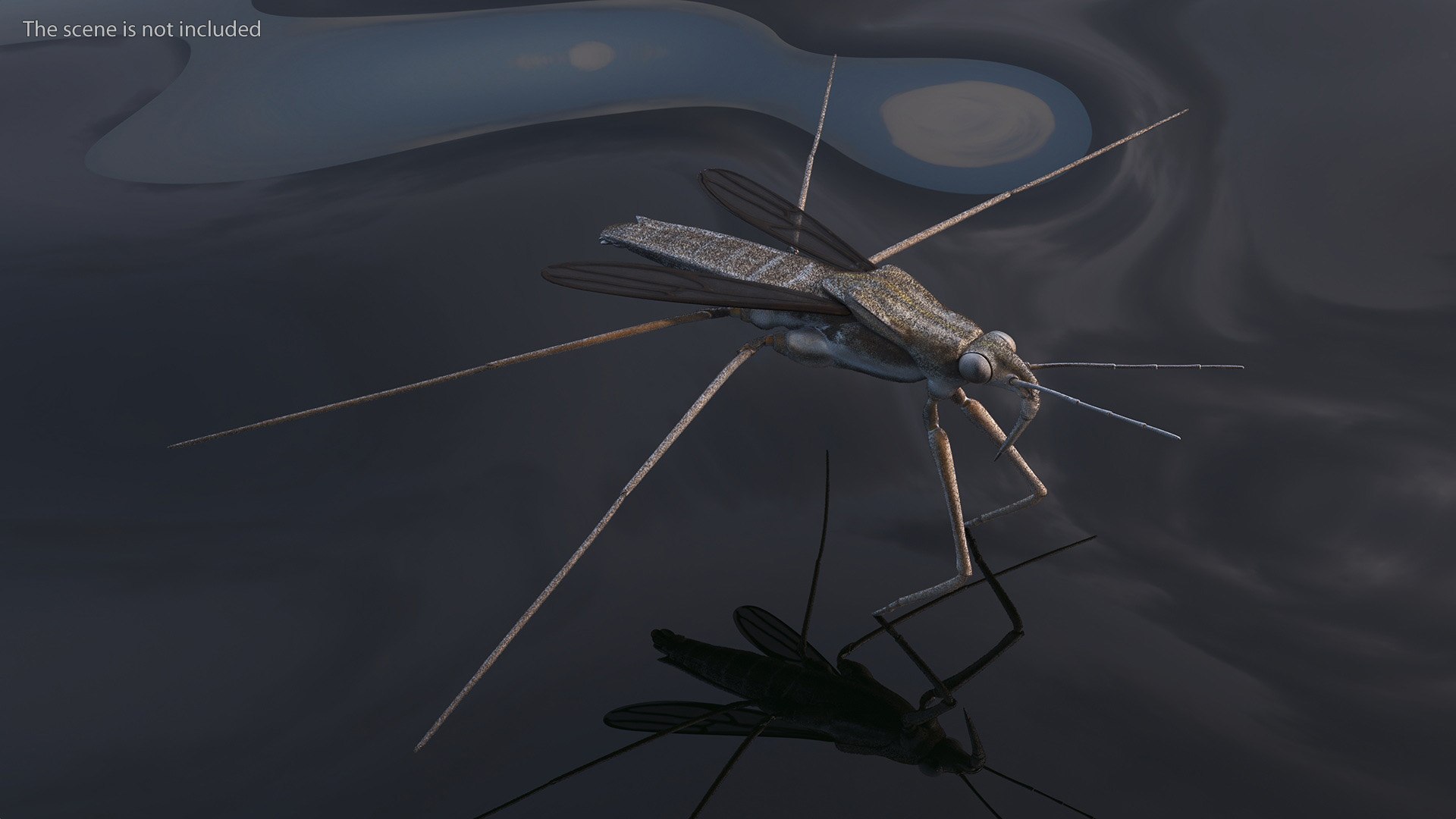 Water Strider Rigged 3D - TurboSquid 2115219