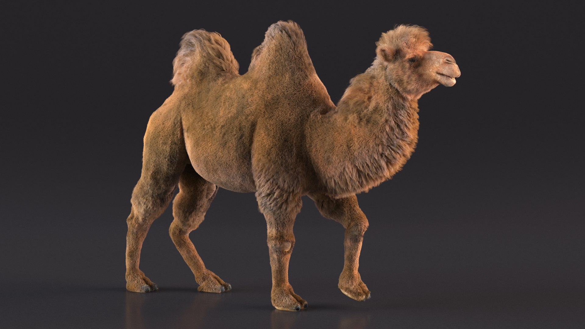 Bactrian Camel Fur Rigged 3D - TurboSquid 2276878