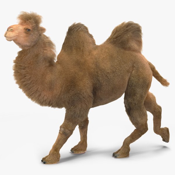 Camel 3D Models for Download | TurboSquid