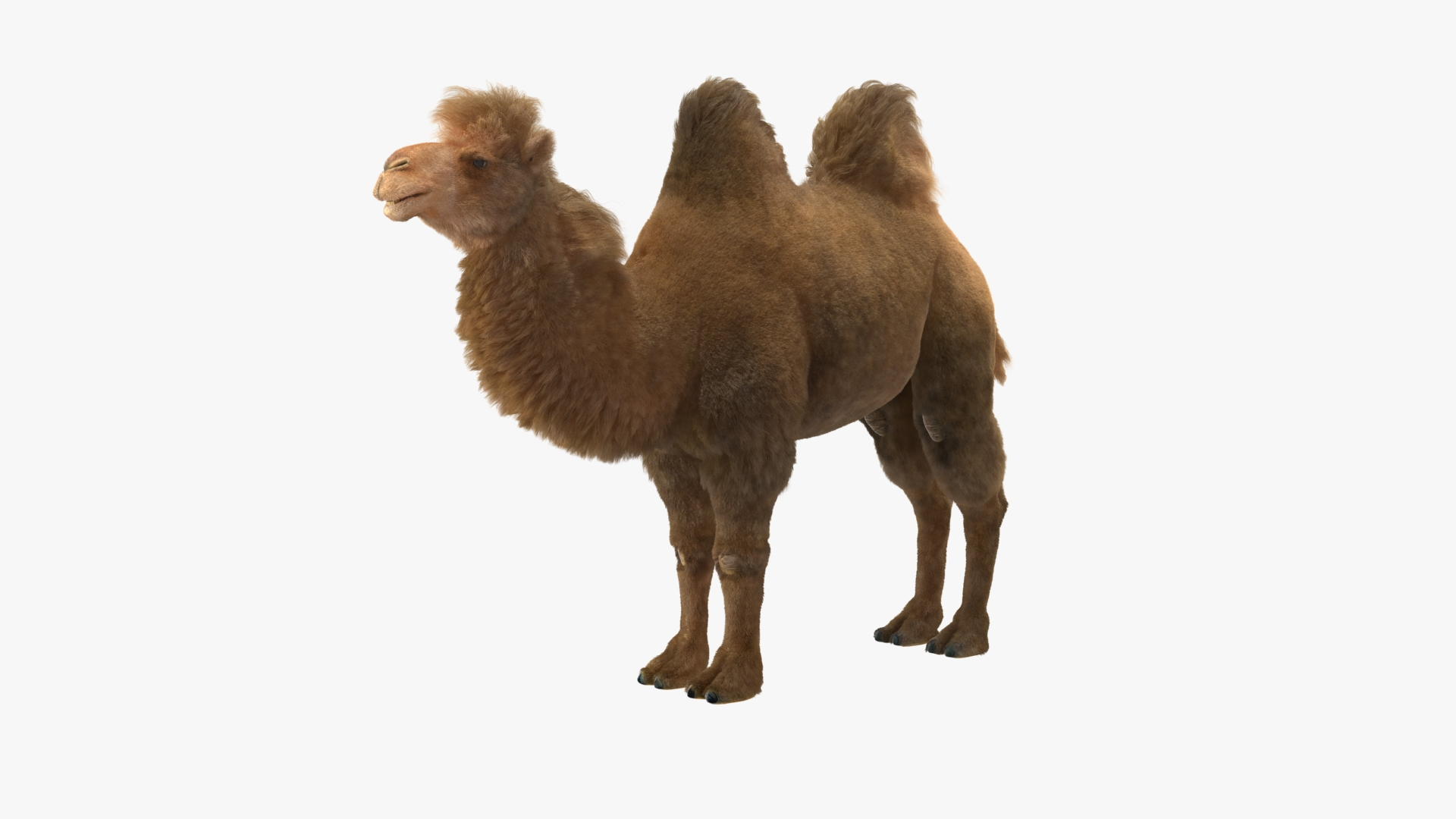 Bactrian Camel Fur Rigged 3D - TurboSquid 2276878