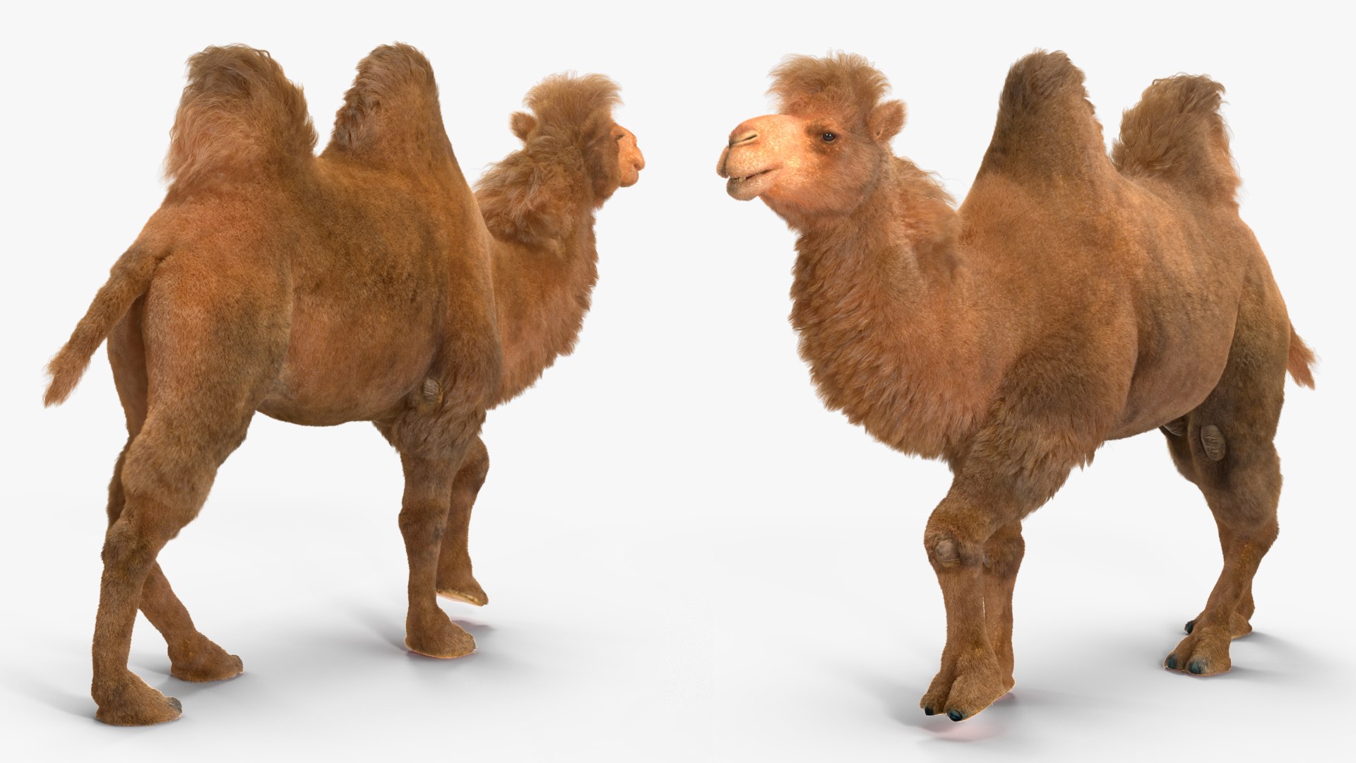Bactrian Camel Fur Rigged 3D - TurboSquid 2276878