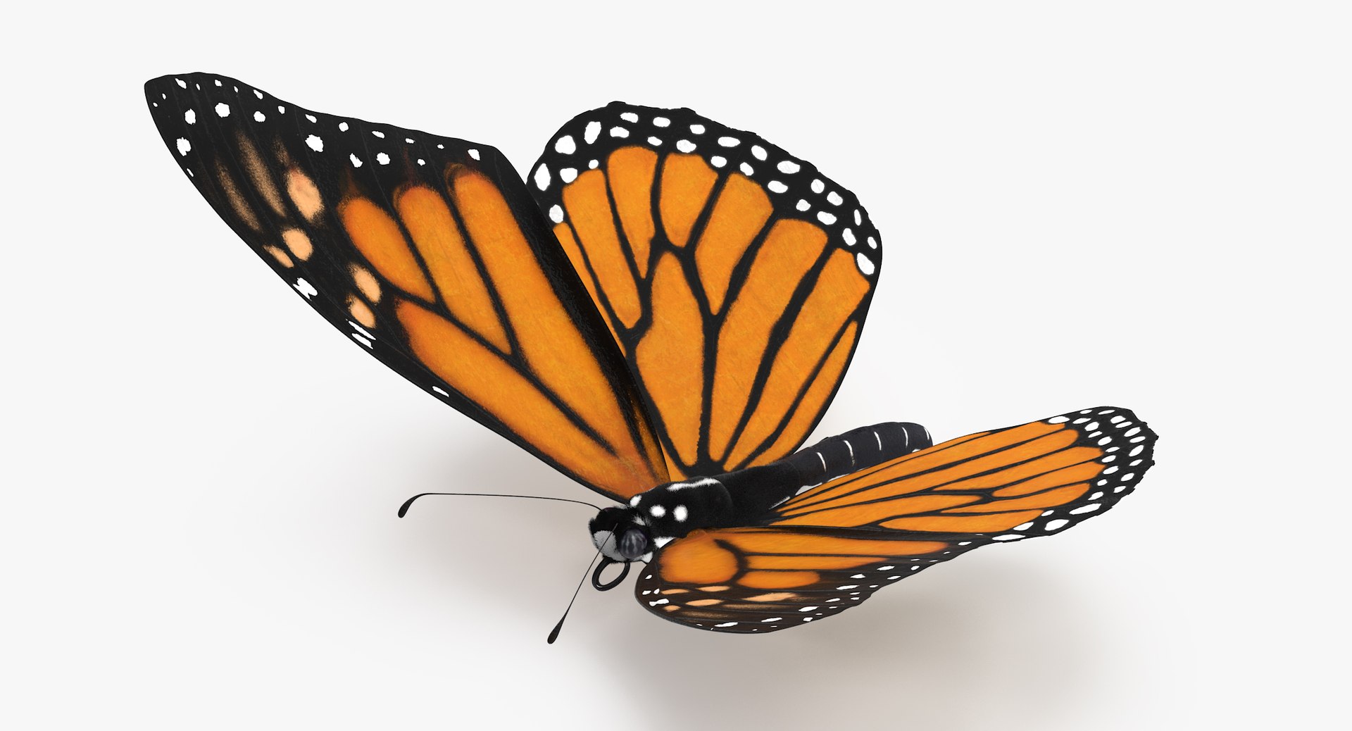 Monarch Butterfly Flying 3d Model