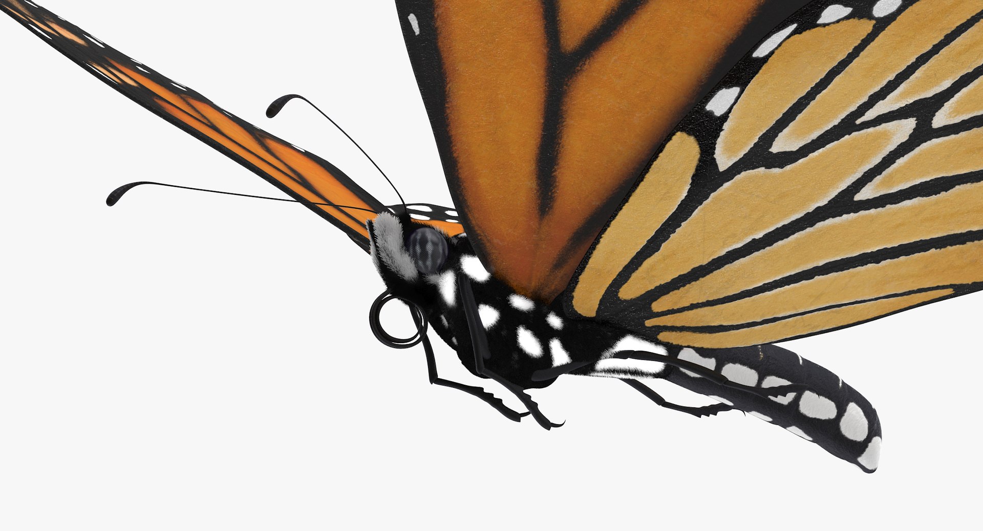 Monarch Butterfly Flying 3d Model