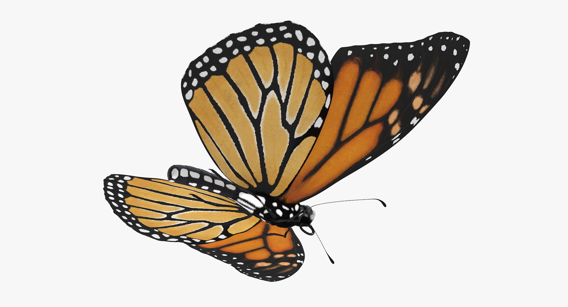 Monarch Butterfly Flying 3d Model