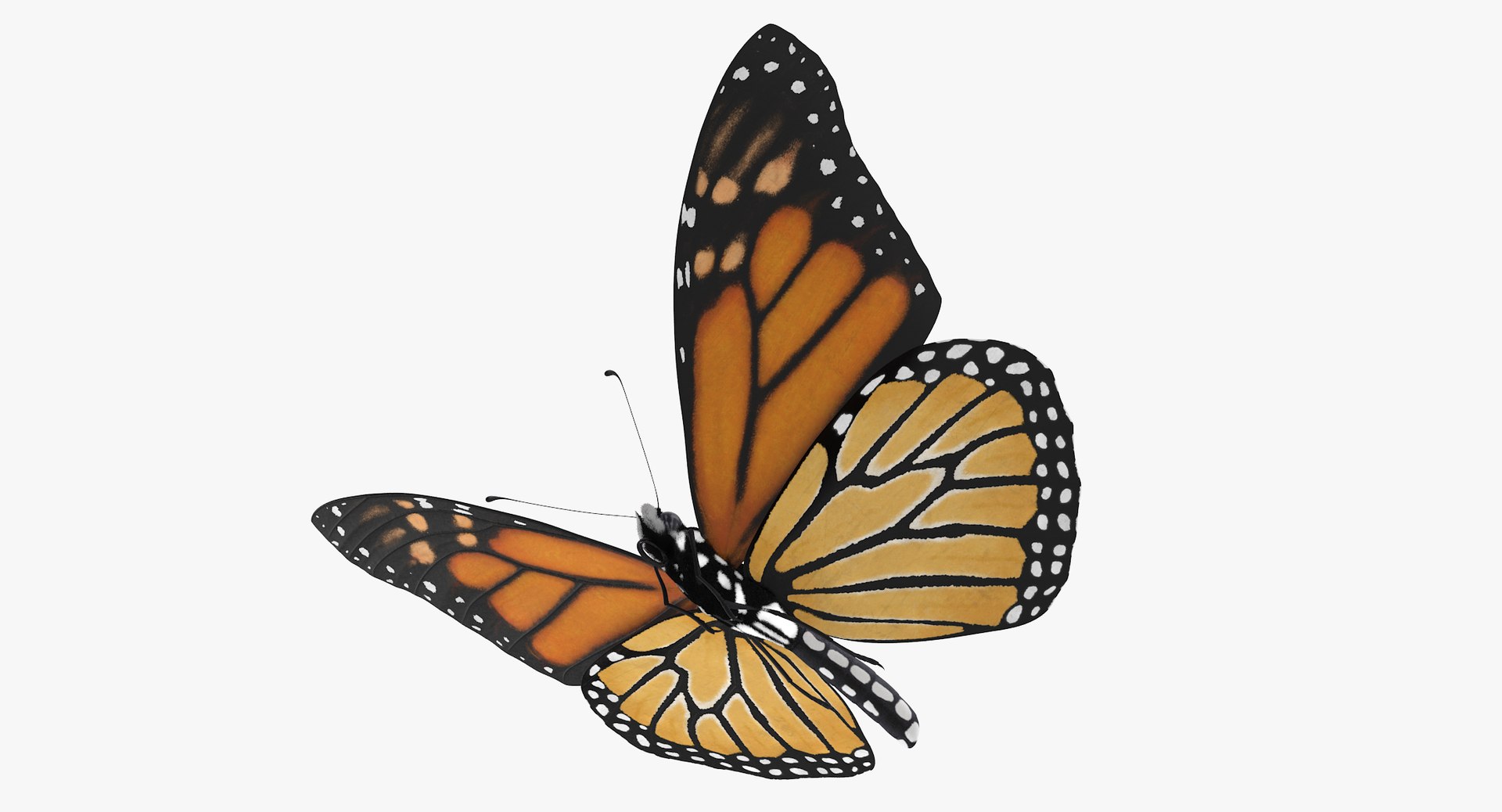Monarch Butterfly Flying 3d Model