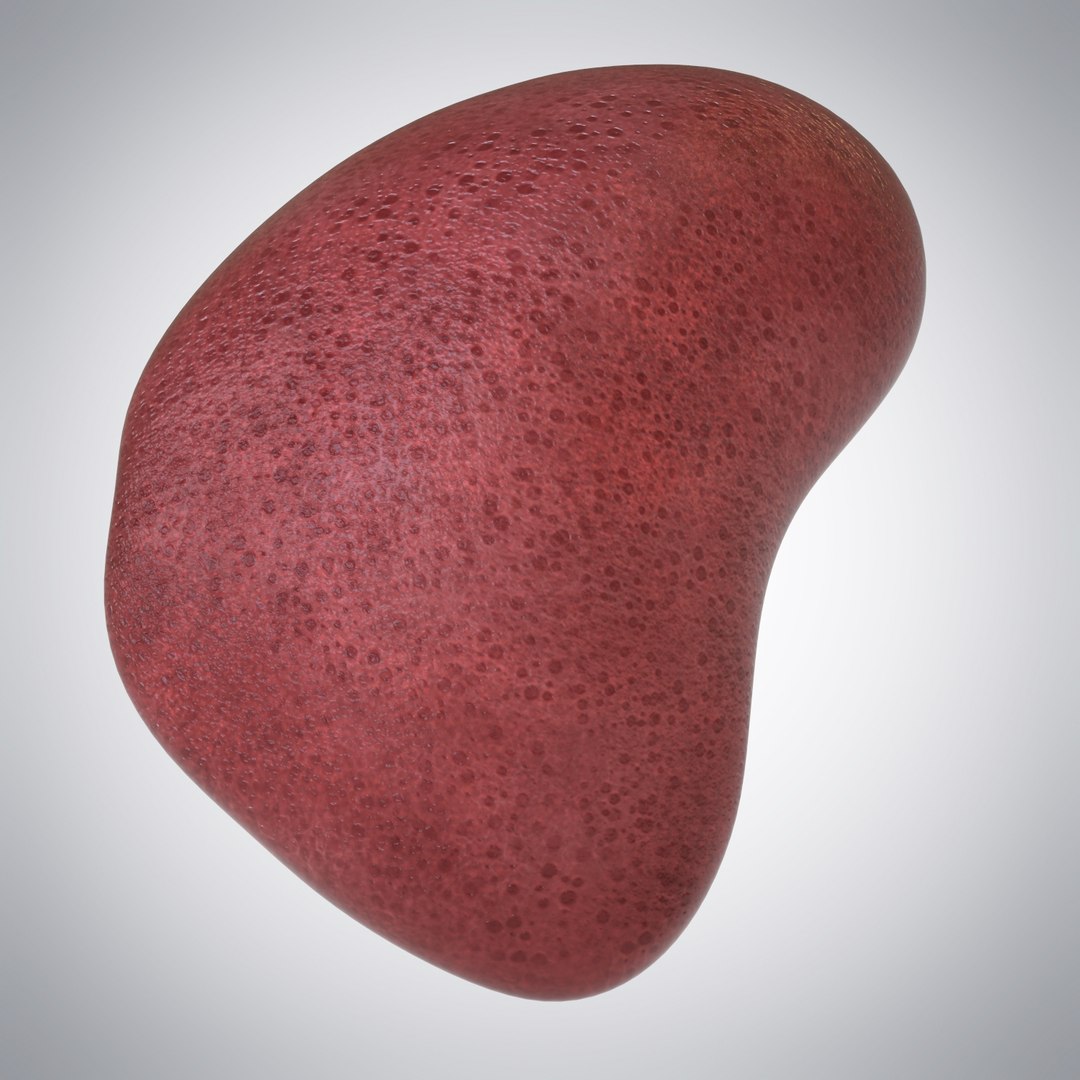 3D Human Spleen Model - TurboSquid 1175184