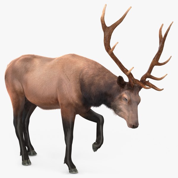 Elk 3D Models for Download | TurboSquid