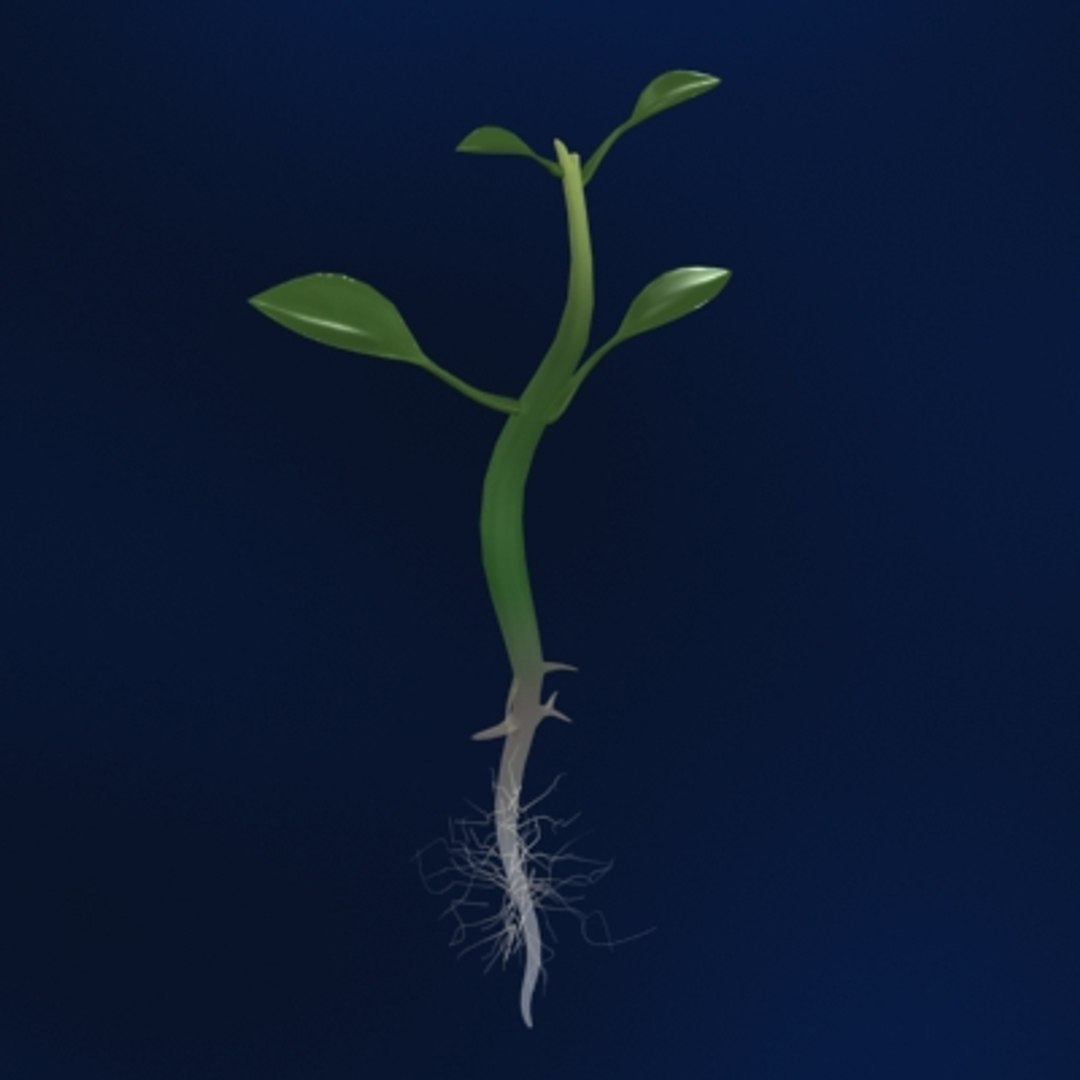3d 3ds Sprout Root
