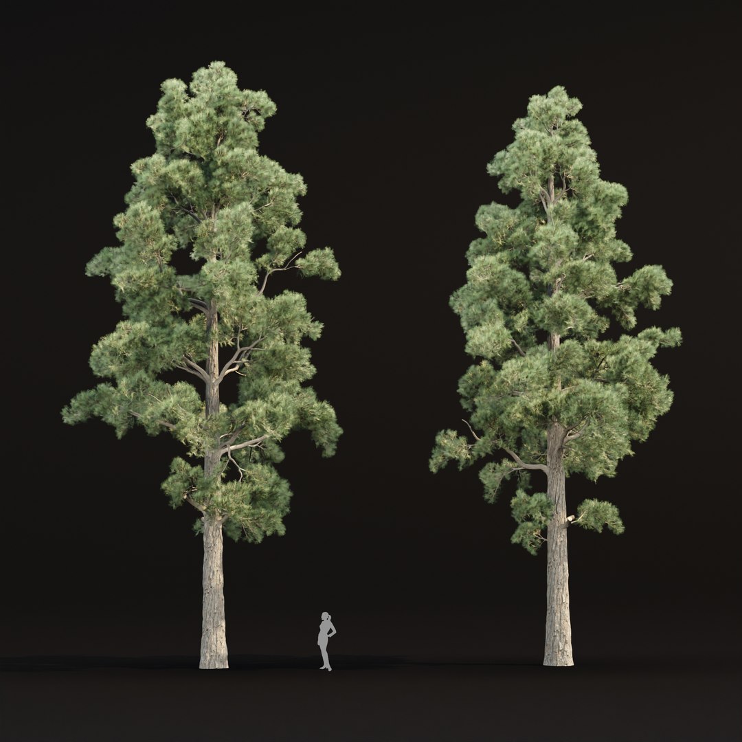 Pine Trees Collection Vol 245-3dmodel Model - TurboSquid 2174934