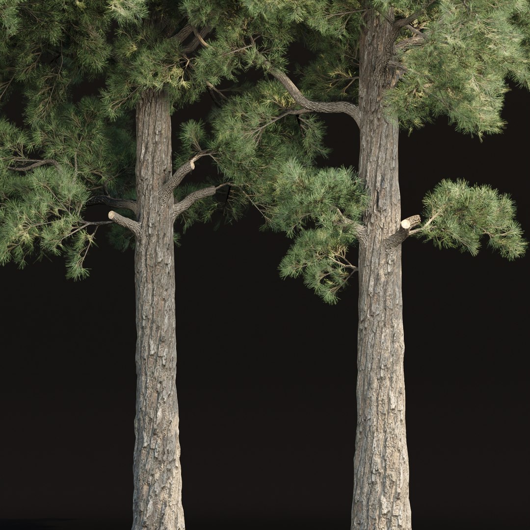 Pine Trees Collection Vol 245-3dmodel Model - TurboSquid 2174934