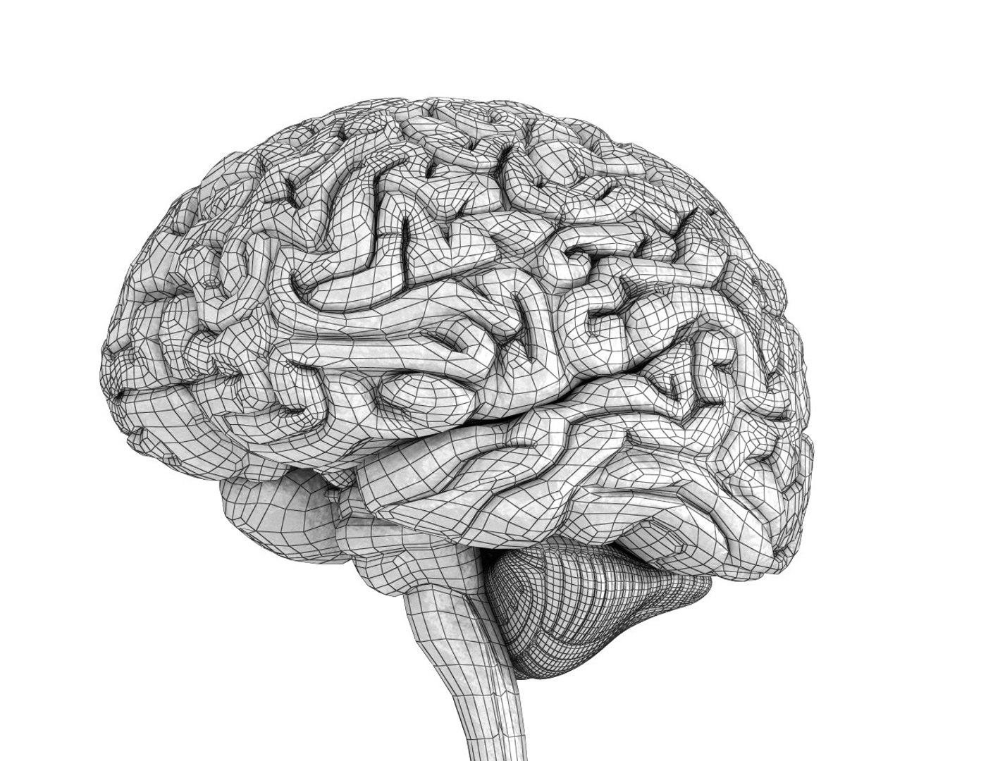 3D Xray Human Brain Anatomy - TurboSquid 1233727