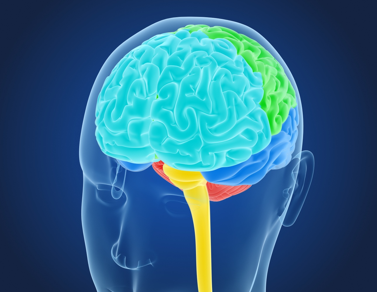 3D xray human brain anatomy - TurboSquid 1233727