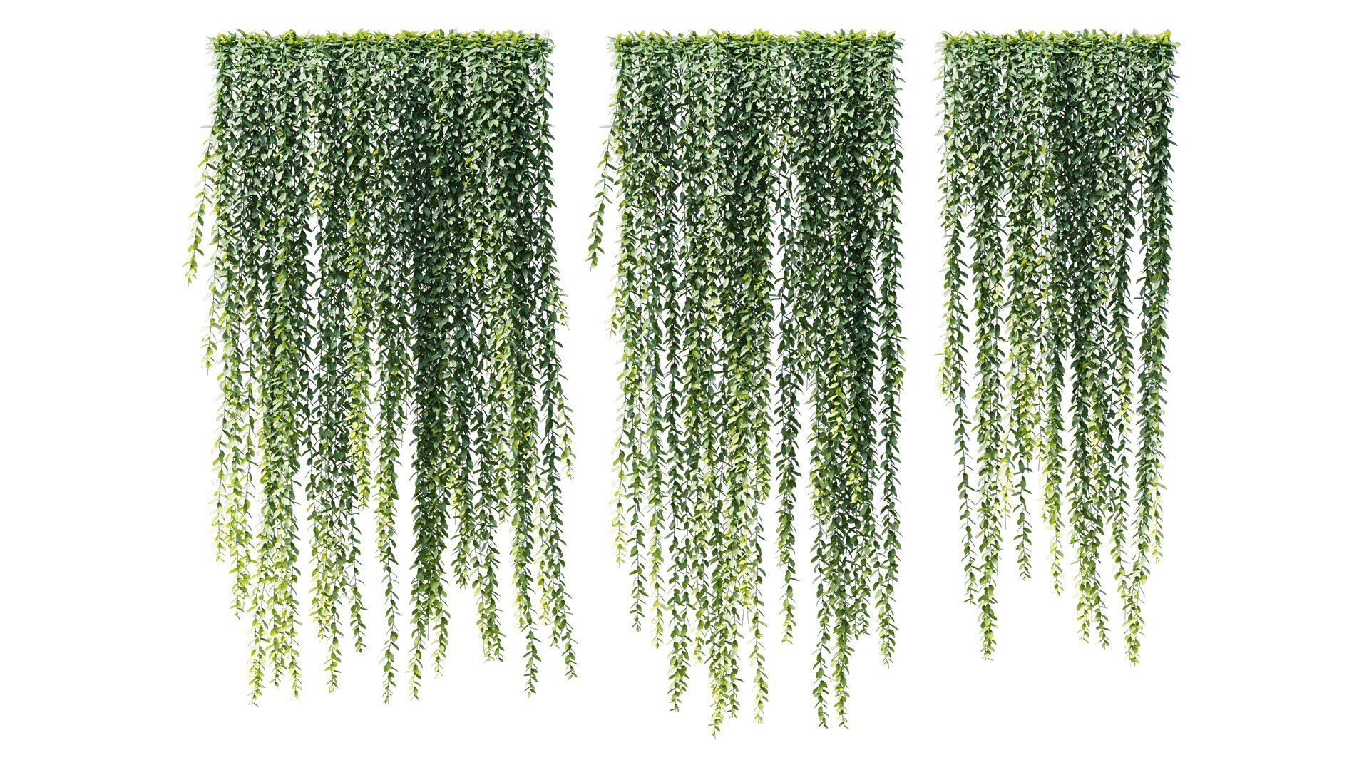 Curtain Creeper - Vernonia Elliptica 01 3D - TurboSquid 2056502