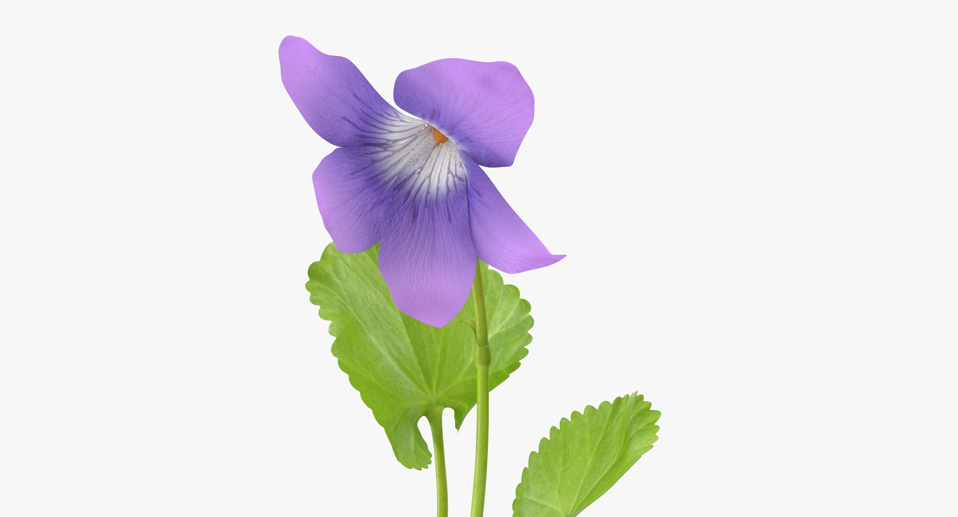 3d violet single standing - model