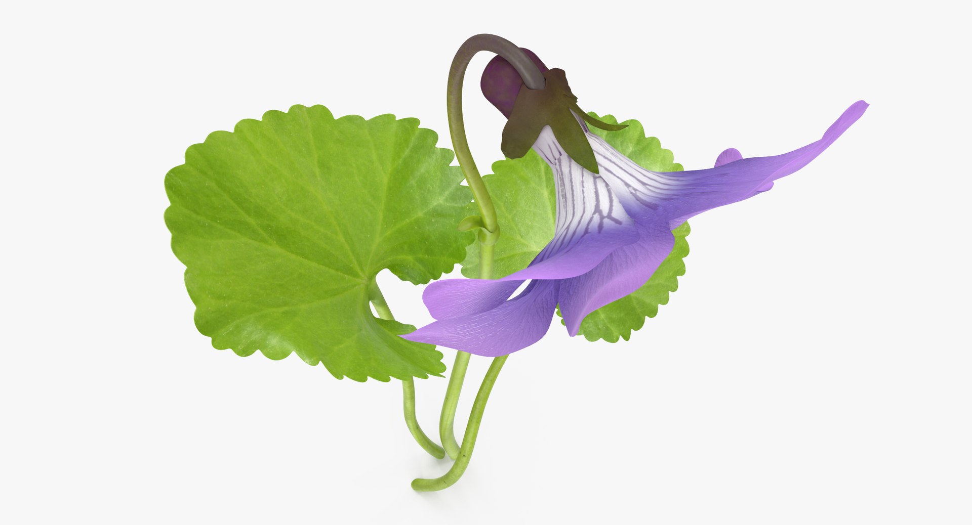 3d violet single standing - model