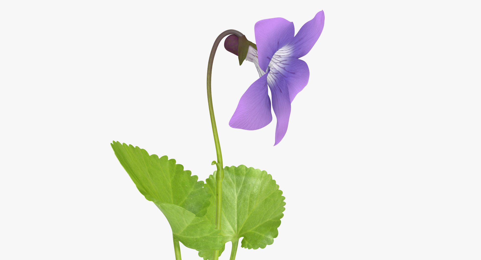 3d violet single standing - model