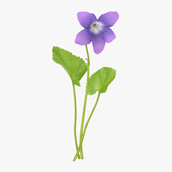 Violet 3D Models for Download | TurboSquid