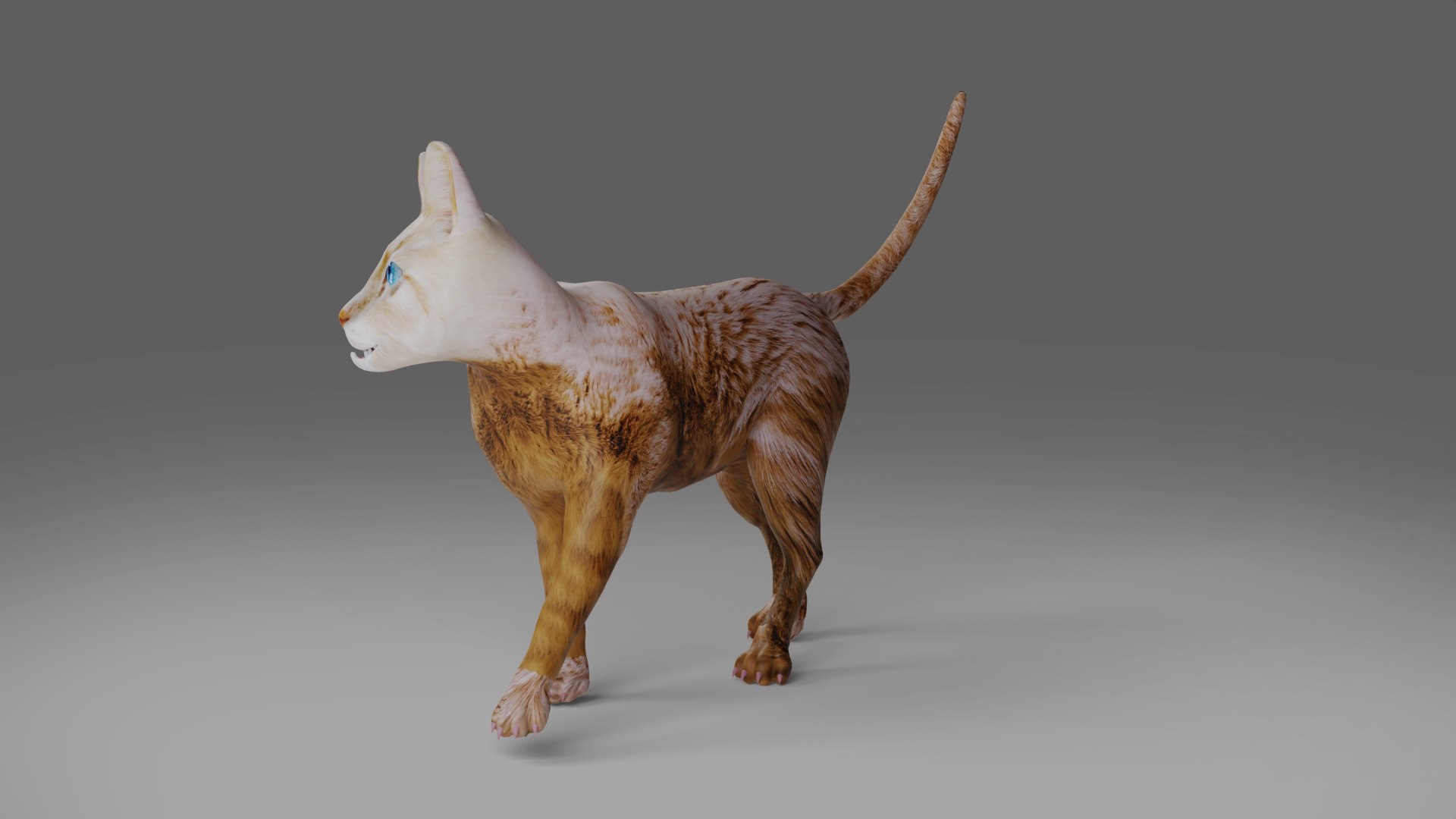 Cat White Rigged In Blender 3D Model - TurboSquid 1984541