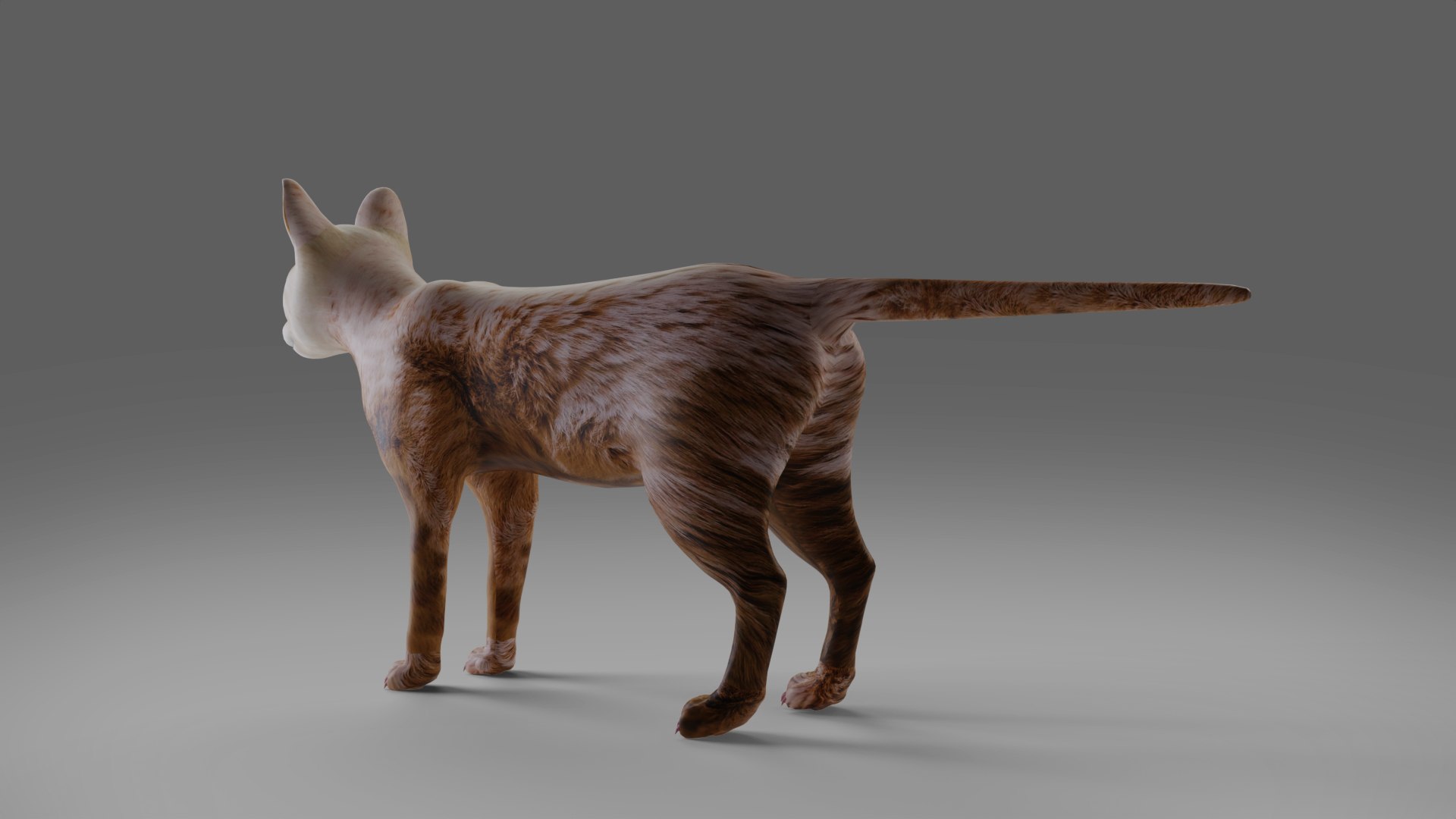 Cat White Rigged In Blender 3D Model - TurboSquid 1984541