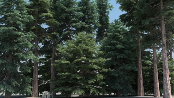 10 cedar trees 3D model | 1148454 | TurboSquid