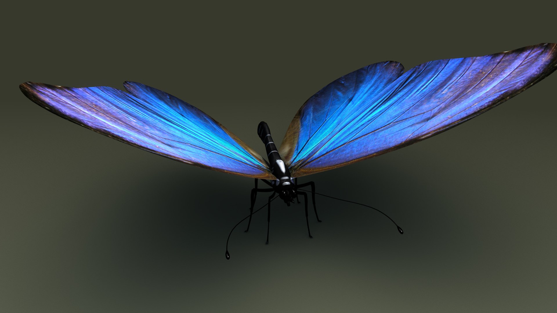 Butterfly 3d Obj