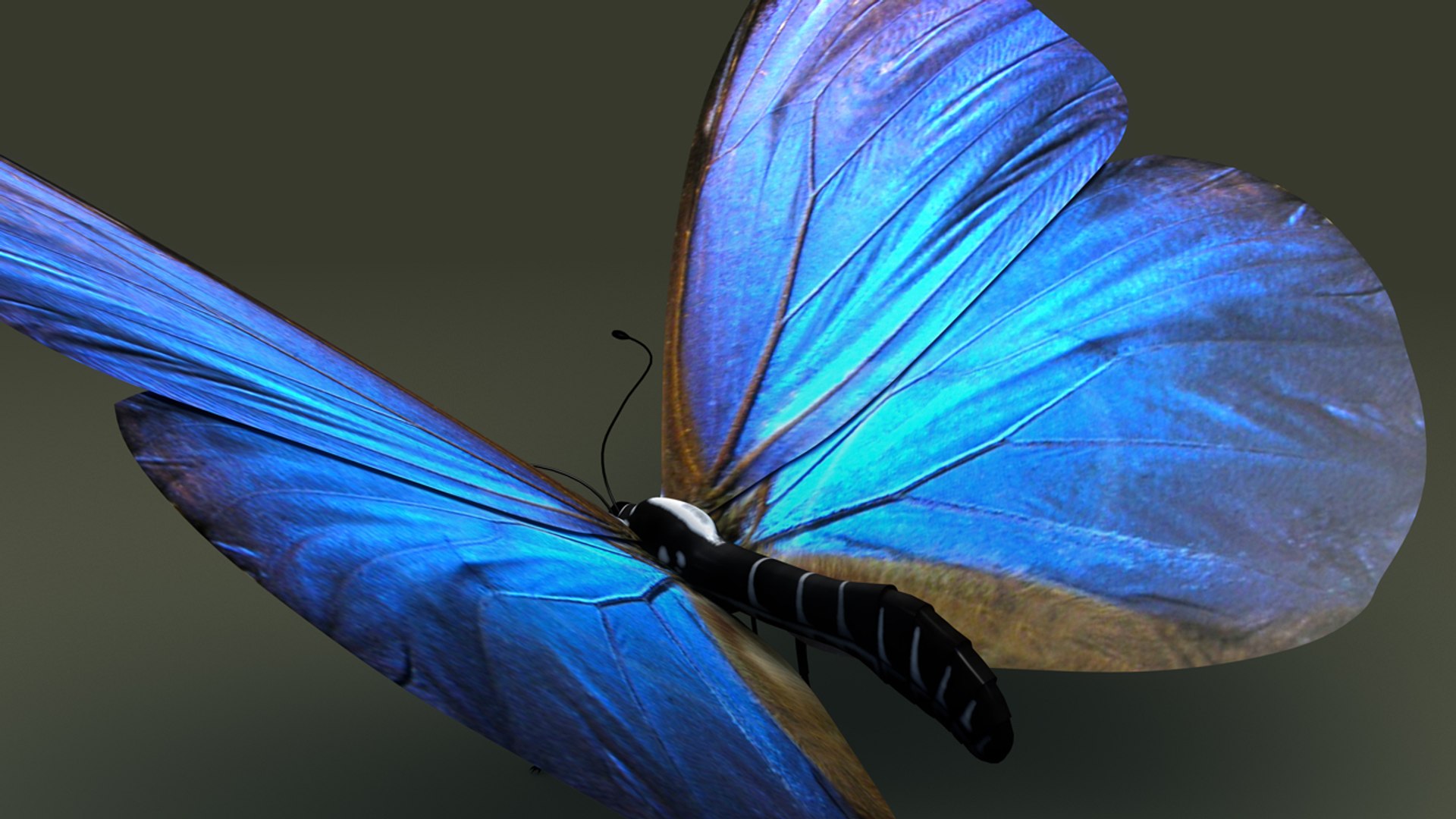 Butterfly 3d Obj