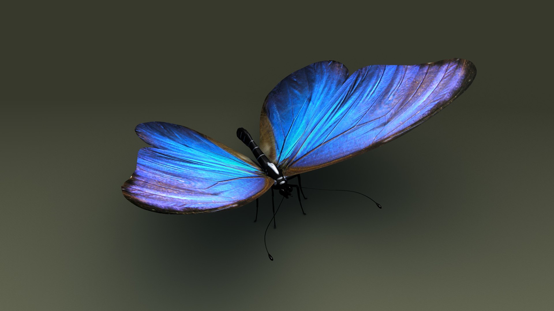 Butterfly 3d Obj
