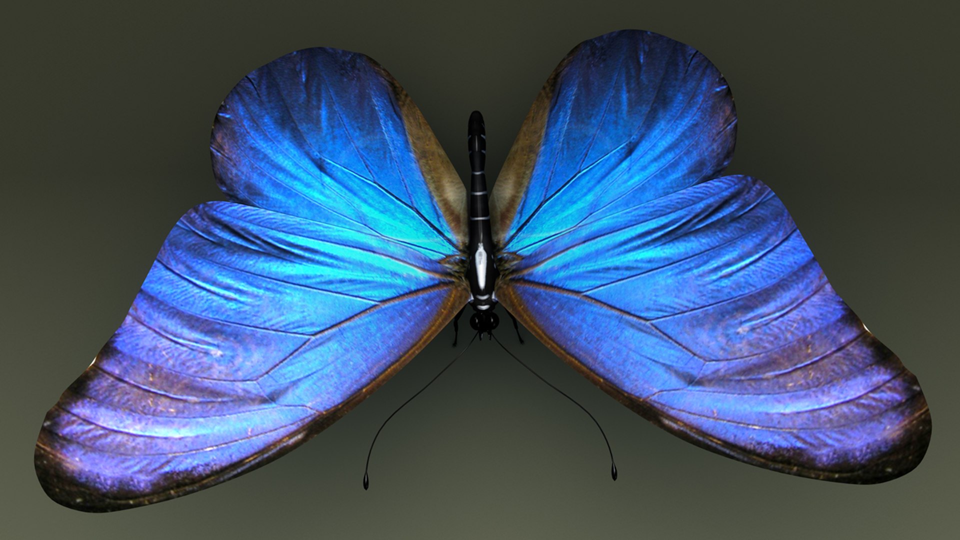 Butterfly 3d Obj
