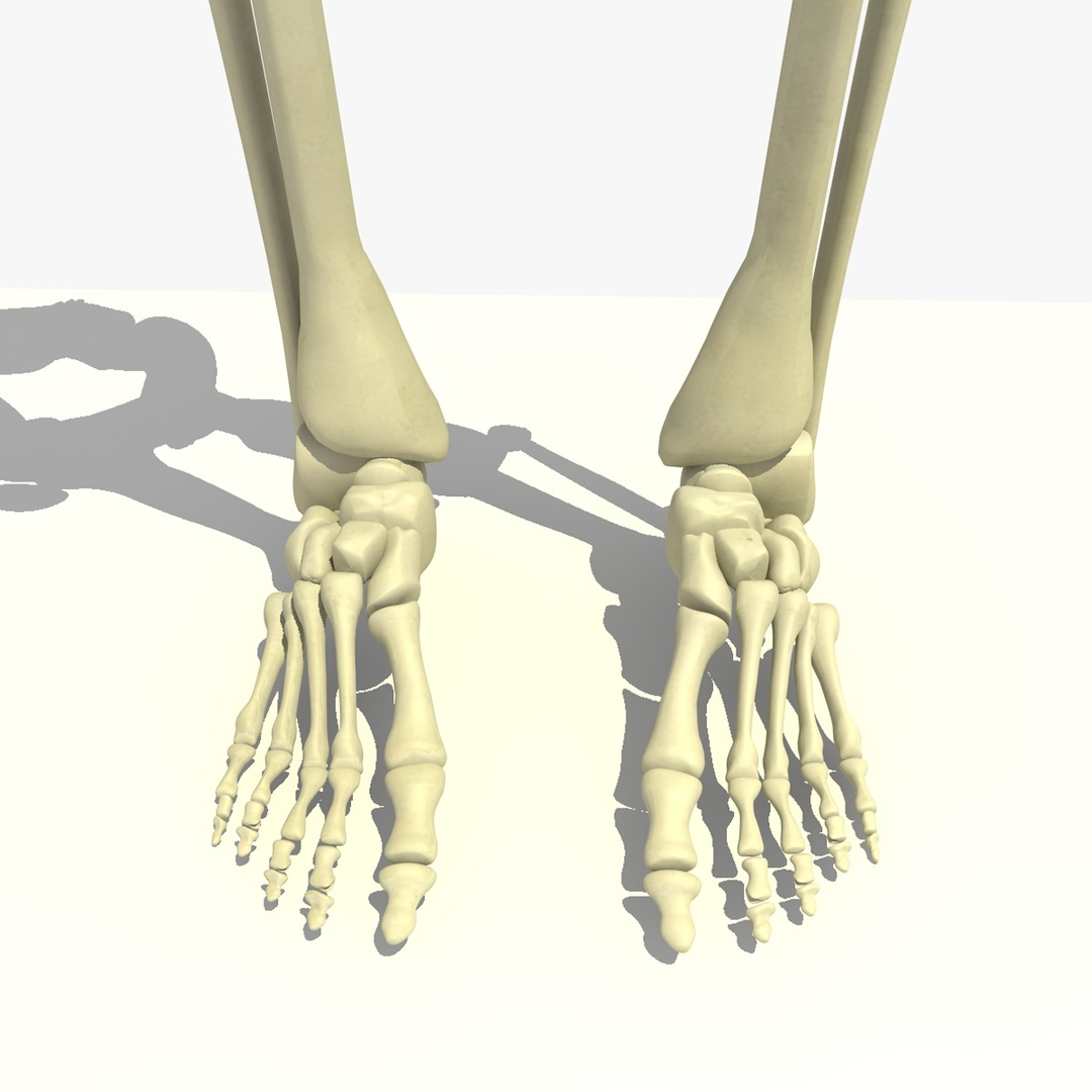 3d Legs Feet Male Skeleton