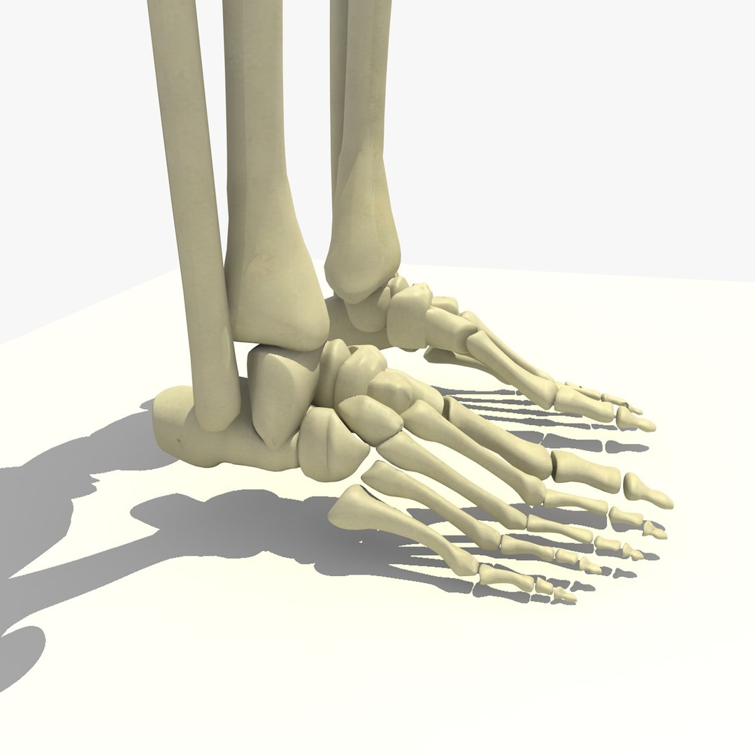 3d Legs Feet Male Skeleton