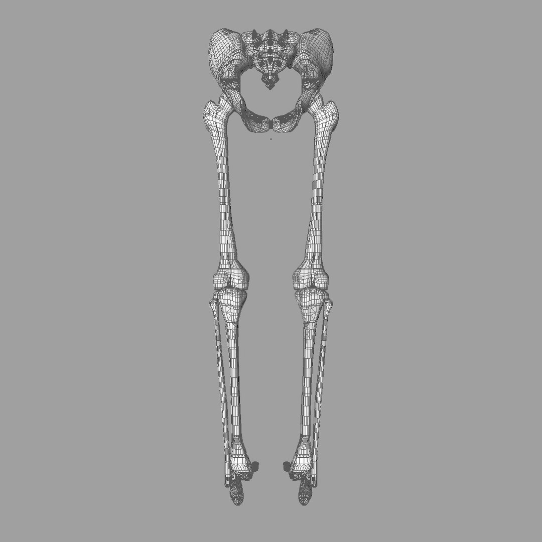 3d Legs Feet Male Skeleton